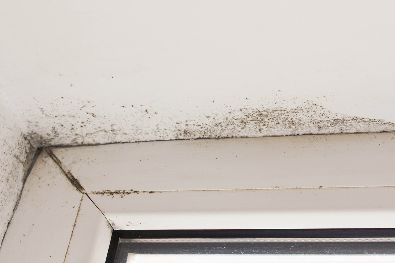 7 Signs of Mold in the Home: How to Tell if You Have a Mold Problem | M ...